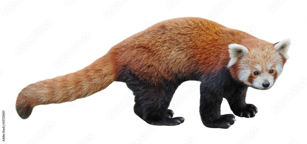 Red panda or Shining cat (Ailurus fulgens), PNG, isolated on ...