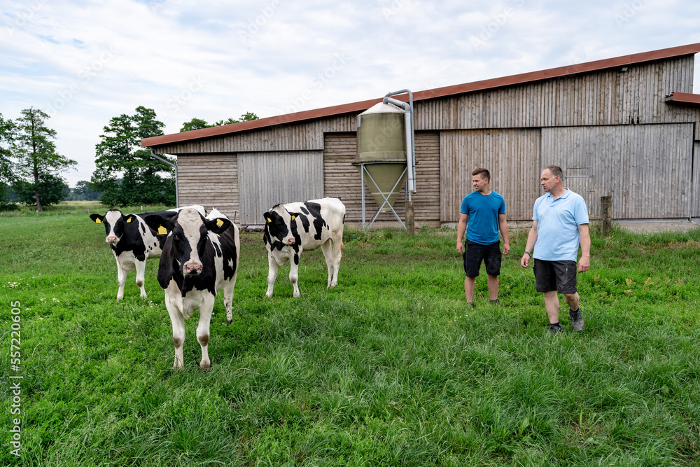 Landwirt und Sohn stehen auf einer Rinderwiese, die Rinder halten ...
