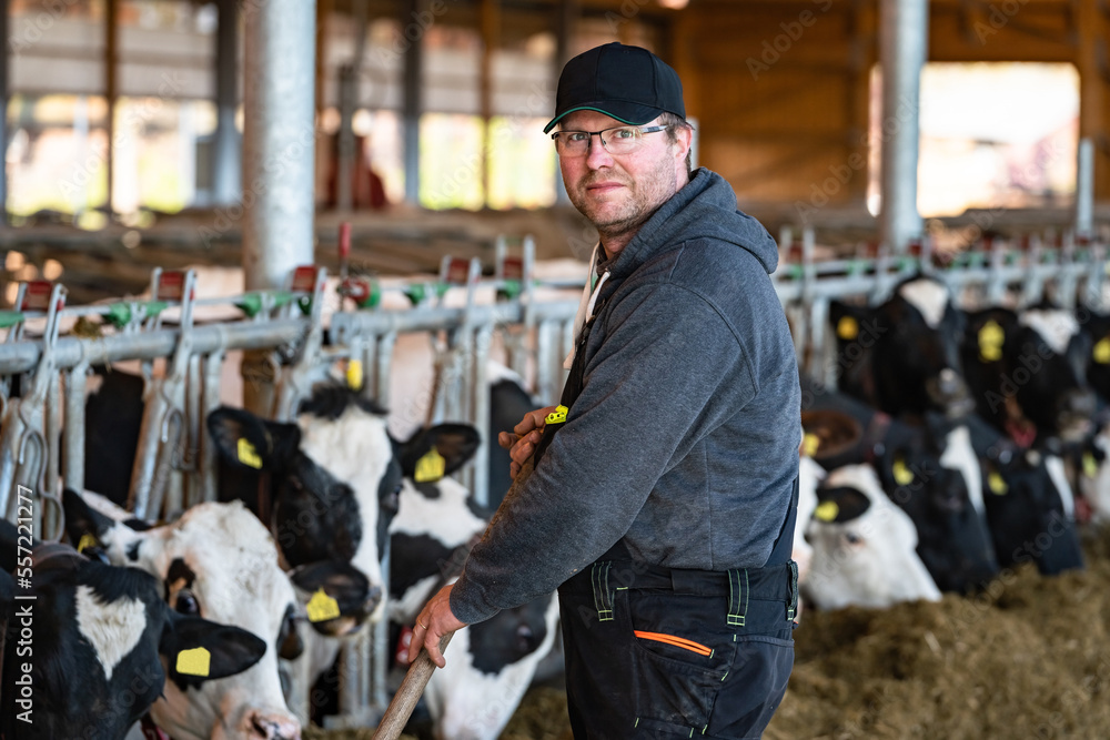 Landwirt im modernen Rindviehstall bei der Arbeit vor einem Fressgitter ...
