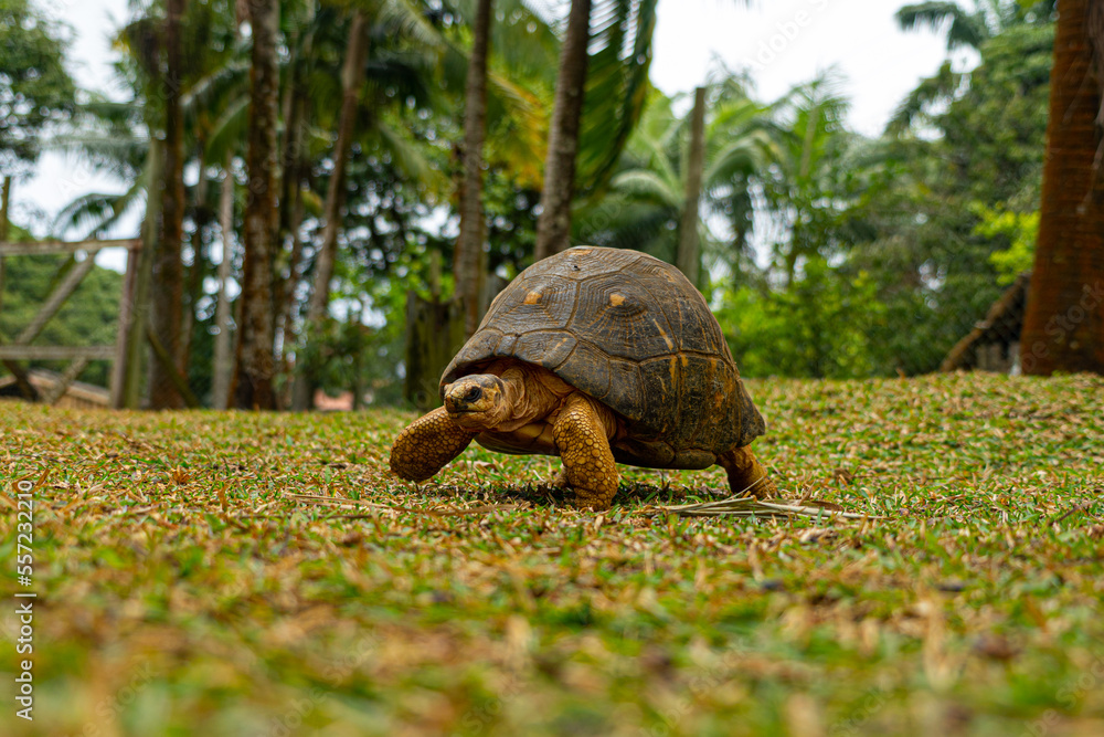 Mauritius giant land turtle in green forest setting, Mauritian Native ...