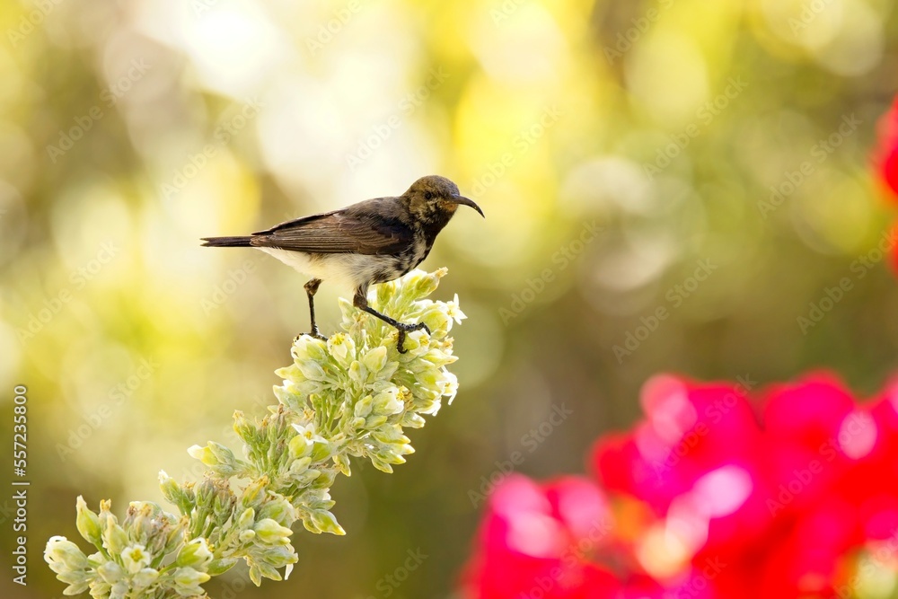 The dusky sunbird (Cinnyris fuscus) is a species of bird in the family ...