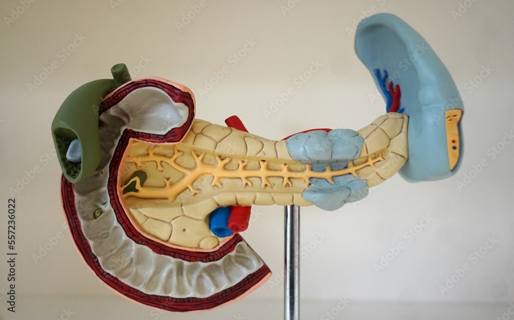 Medizinisches Plastikmodell mit Abbildung einer Bauchspeicheldrüse ...