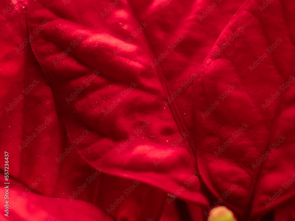Texture of red leaf. Micrograph of a glass texture. Stock Photo | Adobe ...