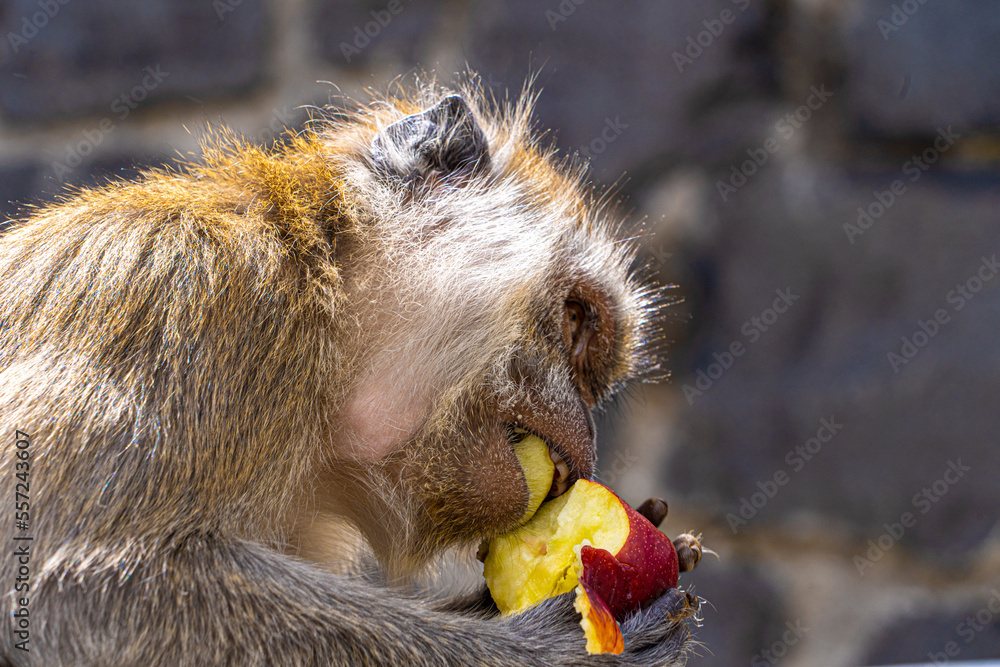 Mauritius grand bassin macaque monkey close up head and shoulders low ...