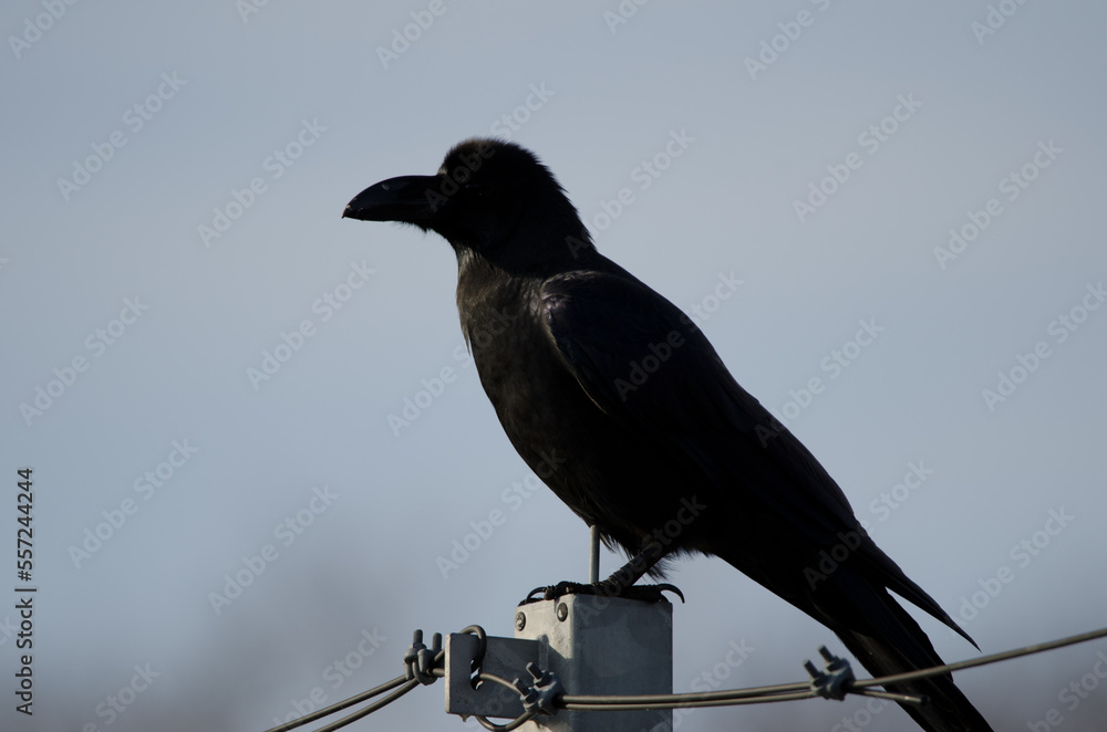 Foto de Large-billed crow Corvus macrorhynchos japonensis. Motosakumui ...