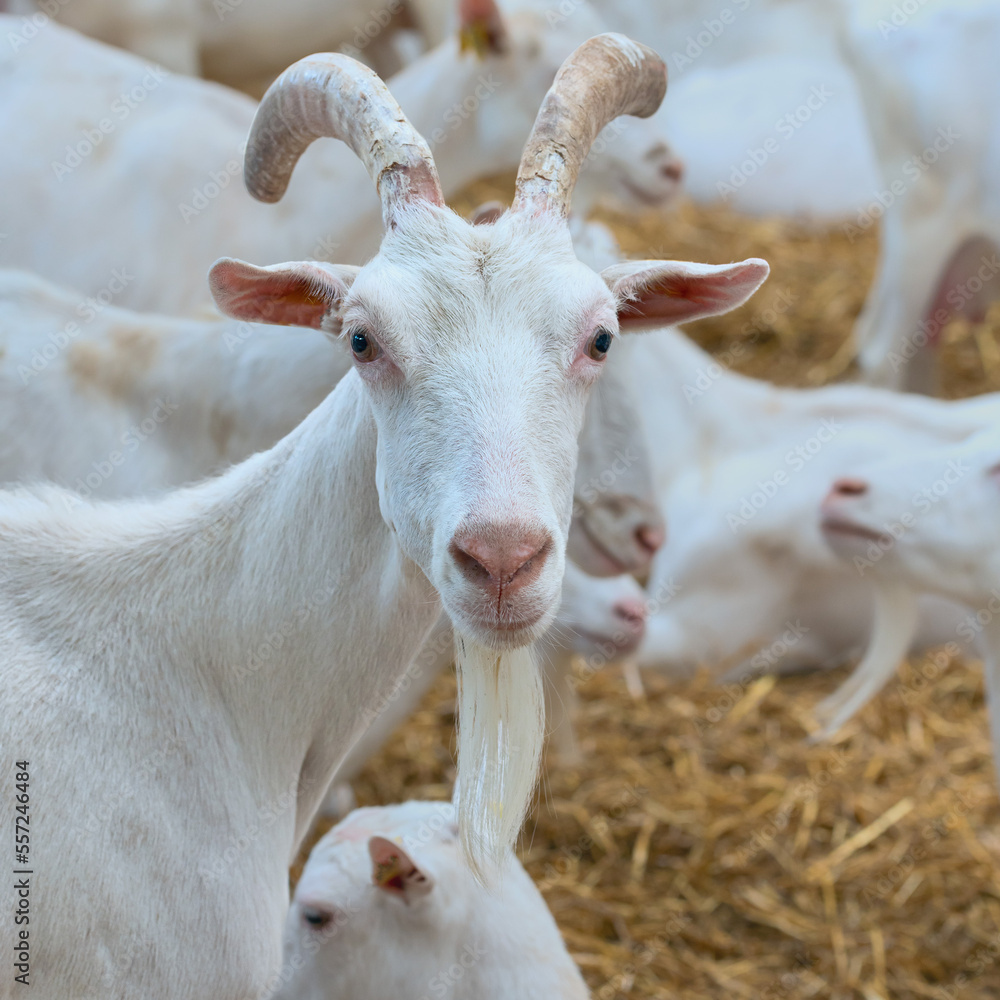 purebred young goat in a corral among a herd of goats Stock Photo ...