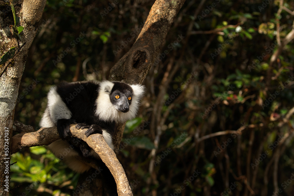 Ruffed lemur in the Andasibe Mantadia national park. Black and white ...