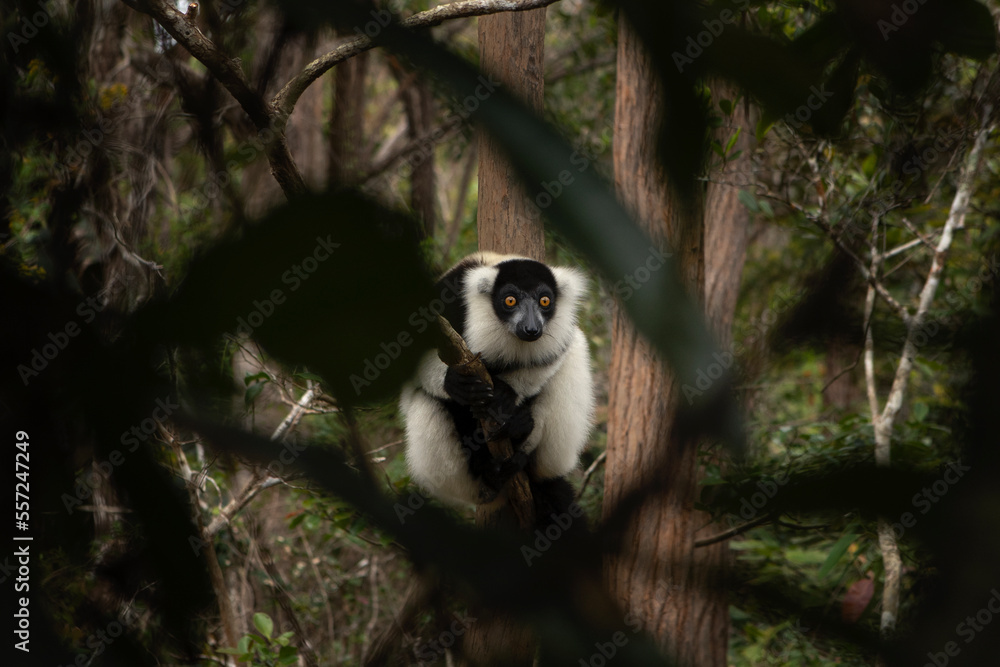 Ruffed lemur in the Andasibe Mantadia national park. Black and white ...