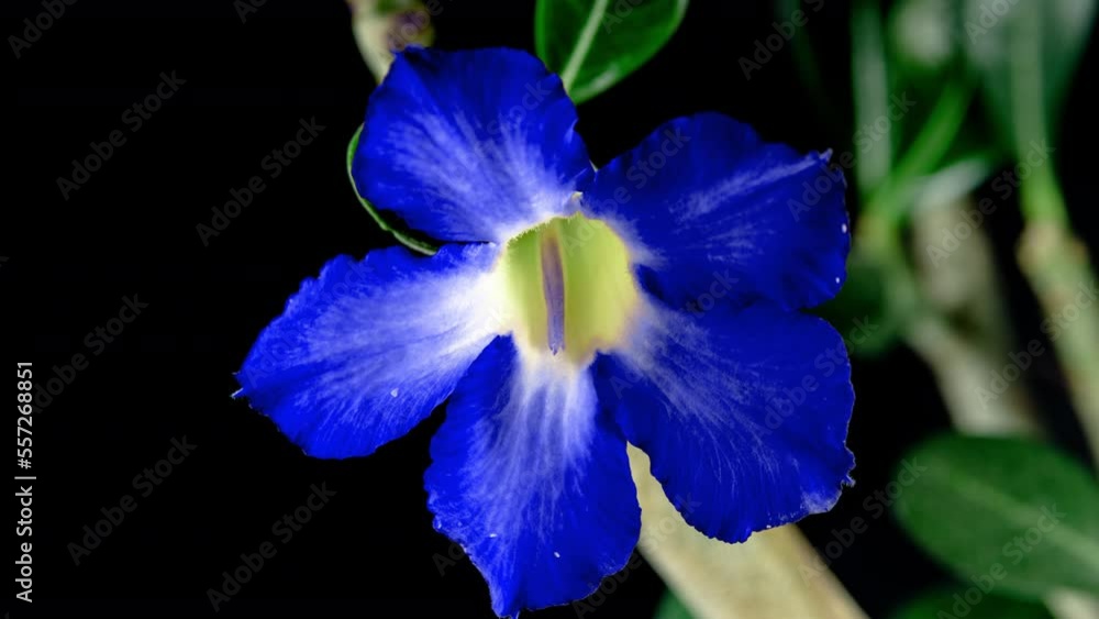 Blue Adenium Blooming From Bud To Beautiful Five Petals Flower on a ...