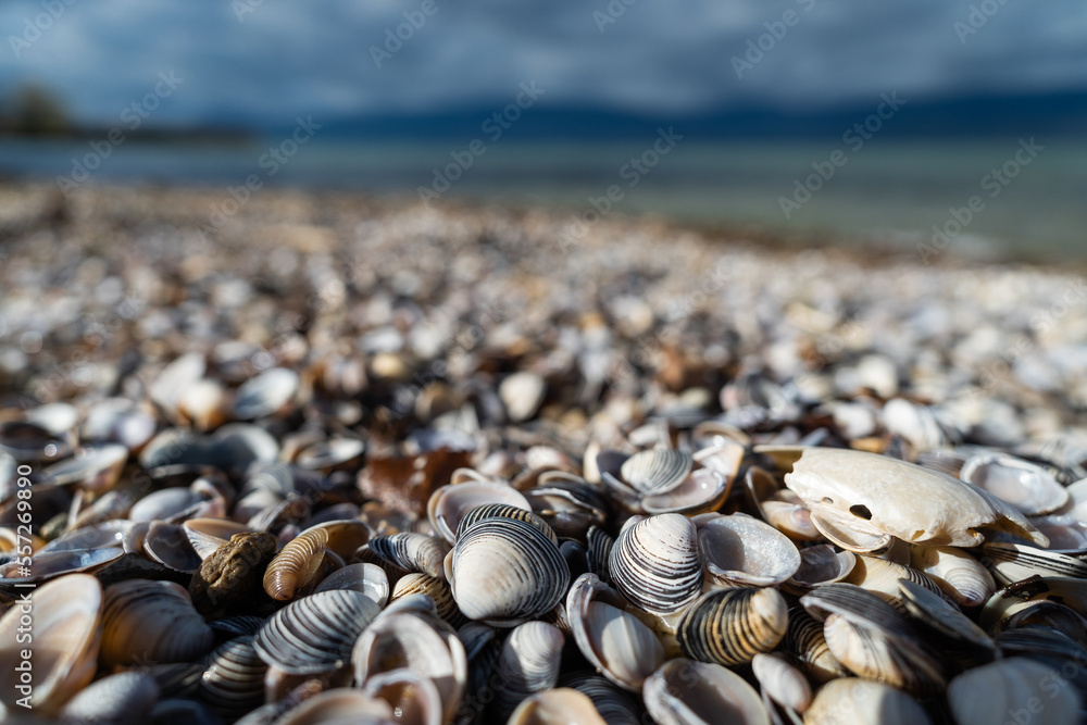 Coquillages sur le bord du lac de Neuchâtel en Suisse Stock Photo ...