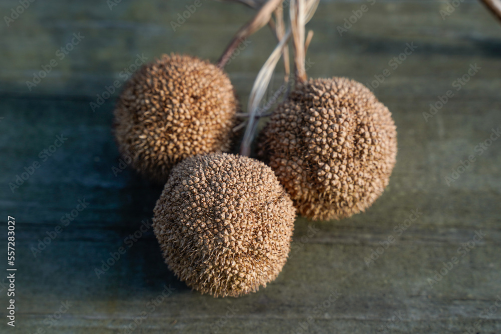 Trio of sycamore tree seed pods laying on weathered wood. Stock Photo ...