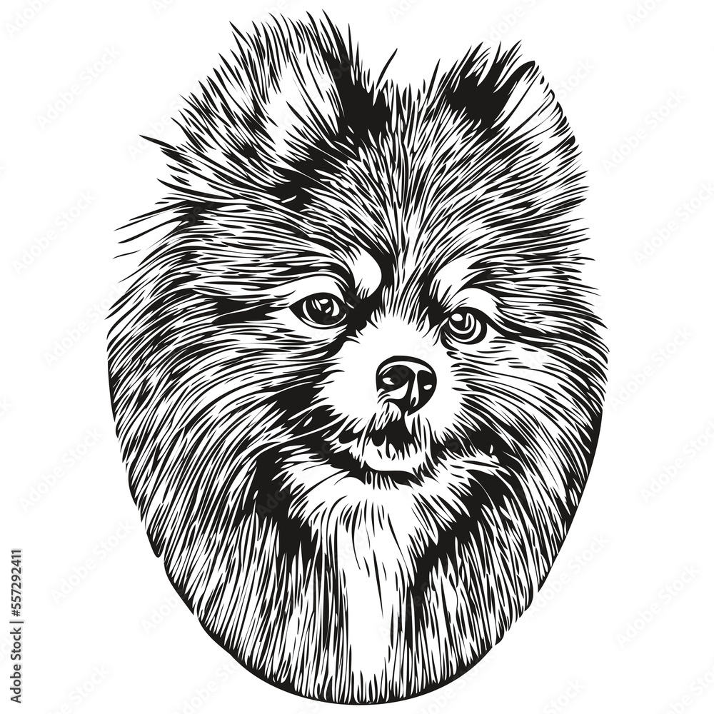 Pomeranian spitz dog hand drawn line art vector drawing black and white ...