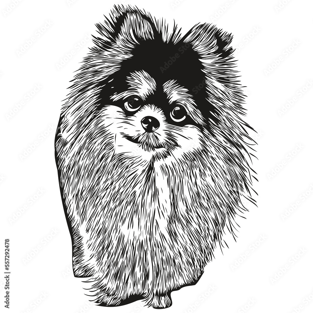 Vetor de Pomeranian spitz dog hand drawn logo line art vector drawing ...