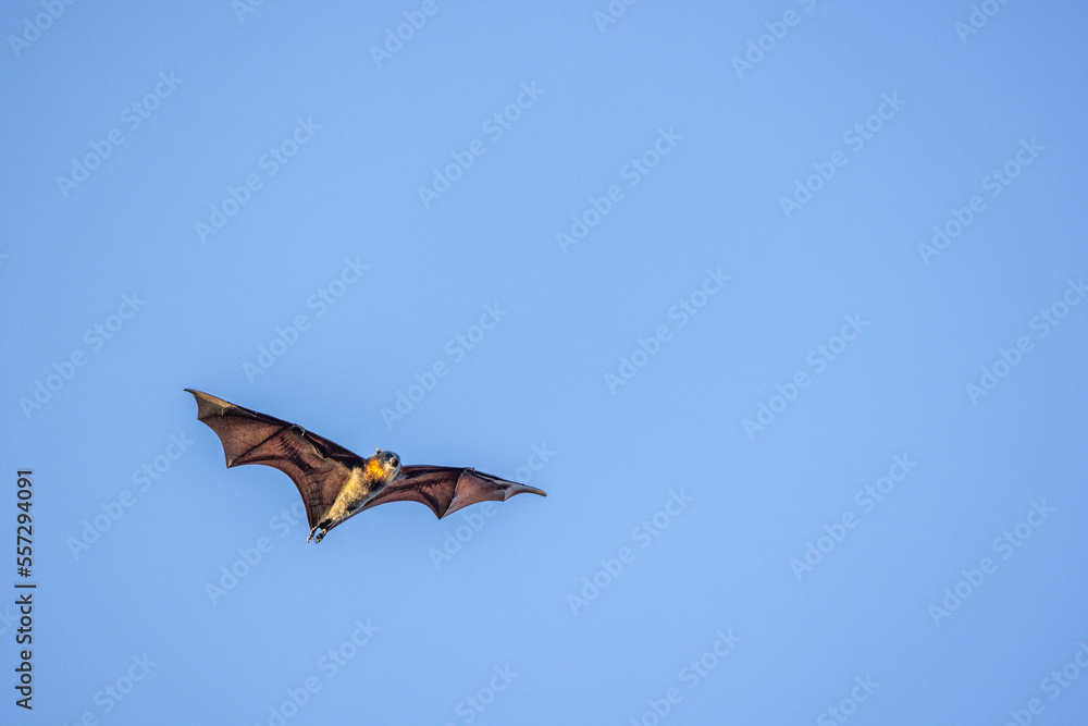 Close-up view of a grey-headed flying-fox, Pteropus poliocephalus ...