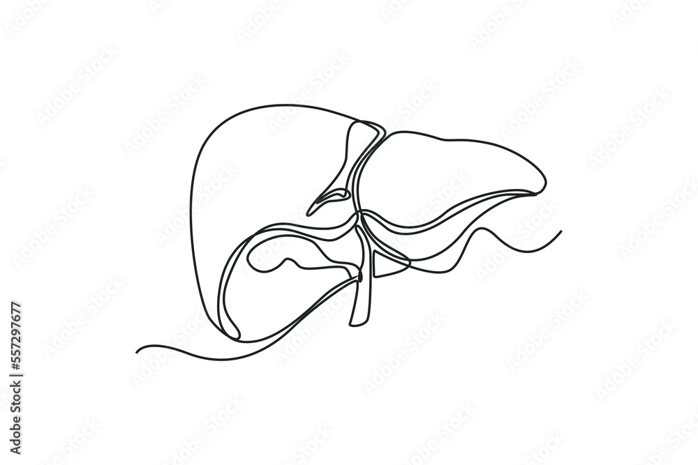 Single one line drawing liver anatomy. Human organ concept. Continuous ...