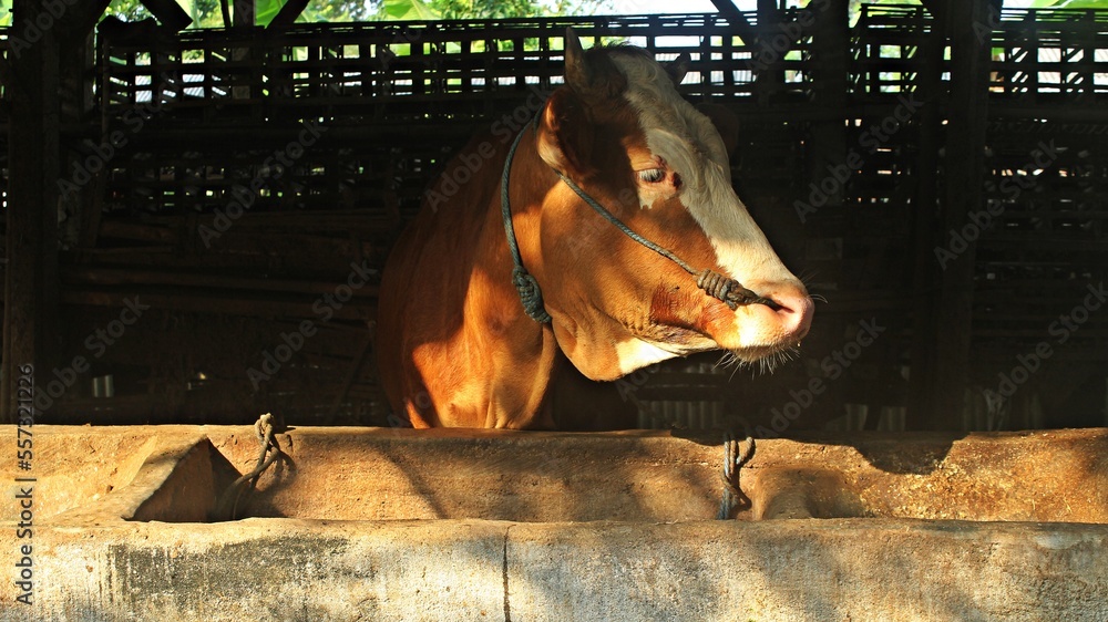 Detail of the face from the side of a cow with a brown and white head ...