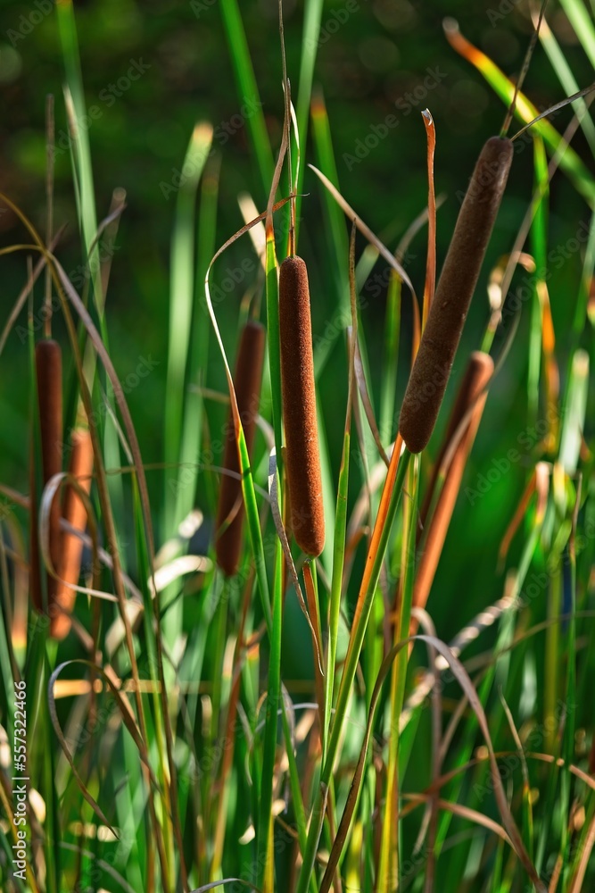 Broad-Leaved Cattail, Typha latifolia, with green plants in the background. Stock Photo | Adobe ...