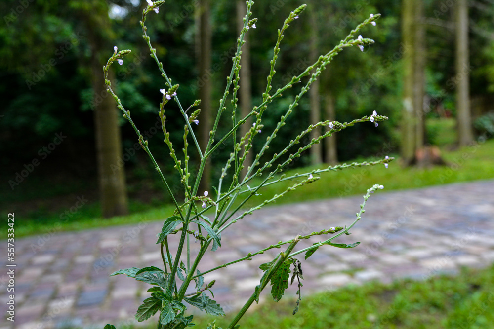 Verbena officinalis, the common vervain or common verbena Stock Photo ...