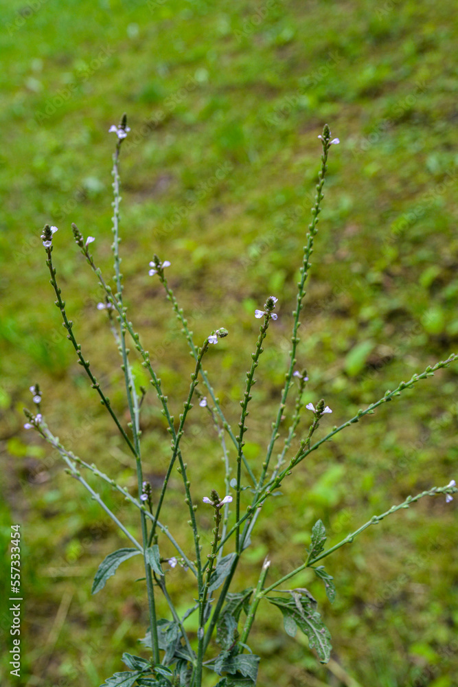Verbena officinalis, the common vervain or common verbena Stock Photo ...