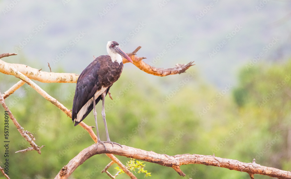 Woolly necked stork (Ciconia episcopus) is an African bird. A large and ...
