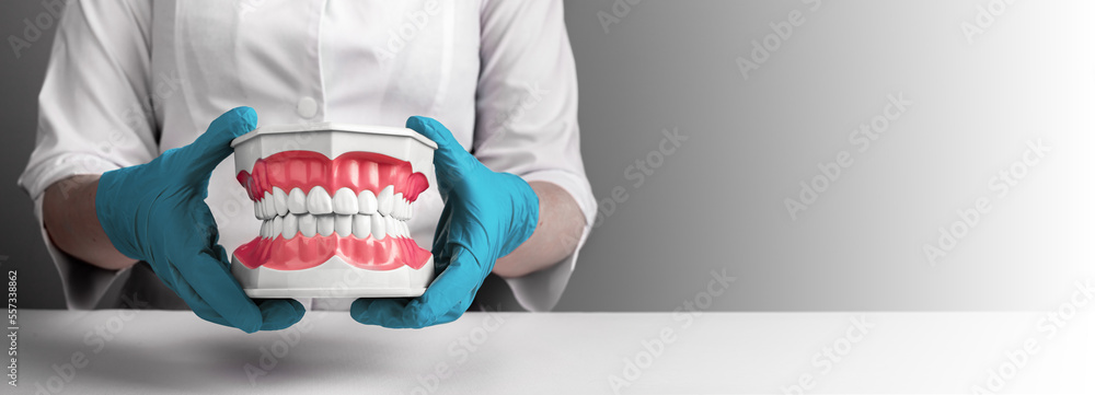 Dentist with healthy clean teeth model. Ads banner, background for ...