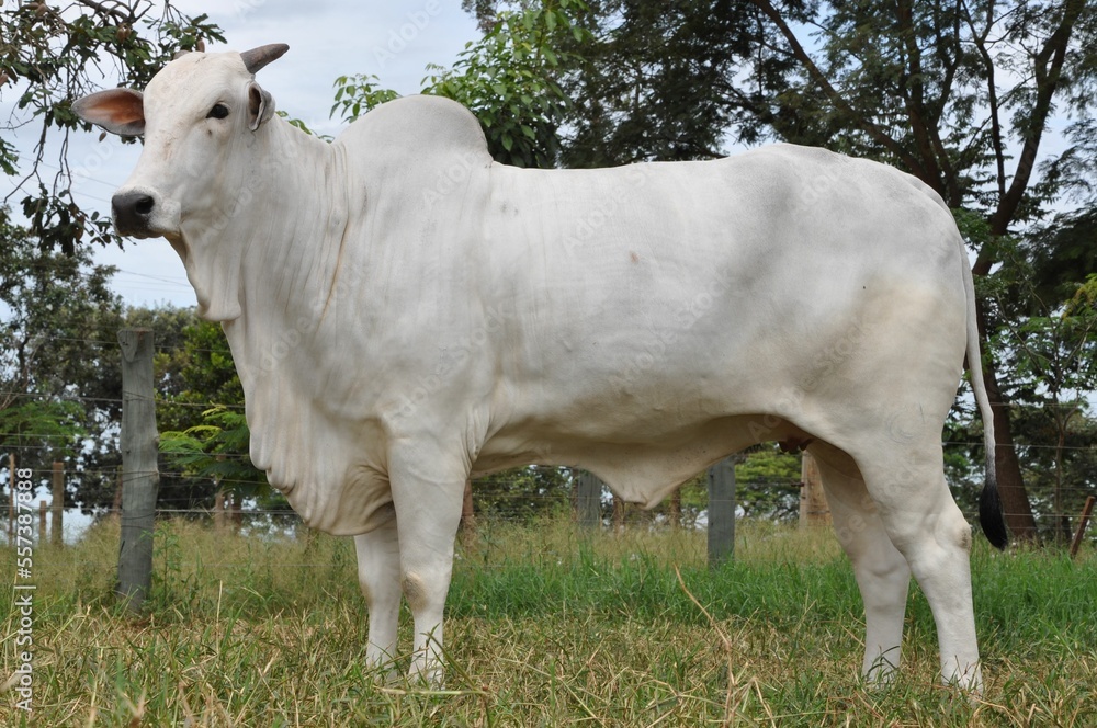 Vacas e novilhas da raça nelore Stock Photo | Adobe Stock