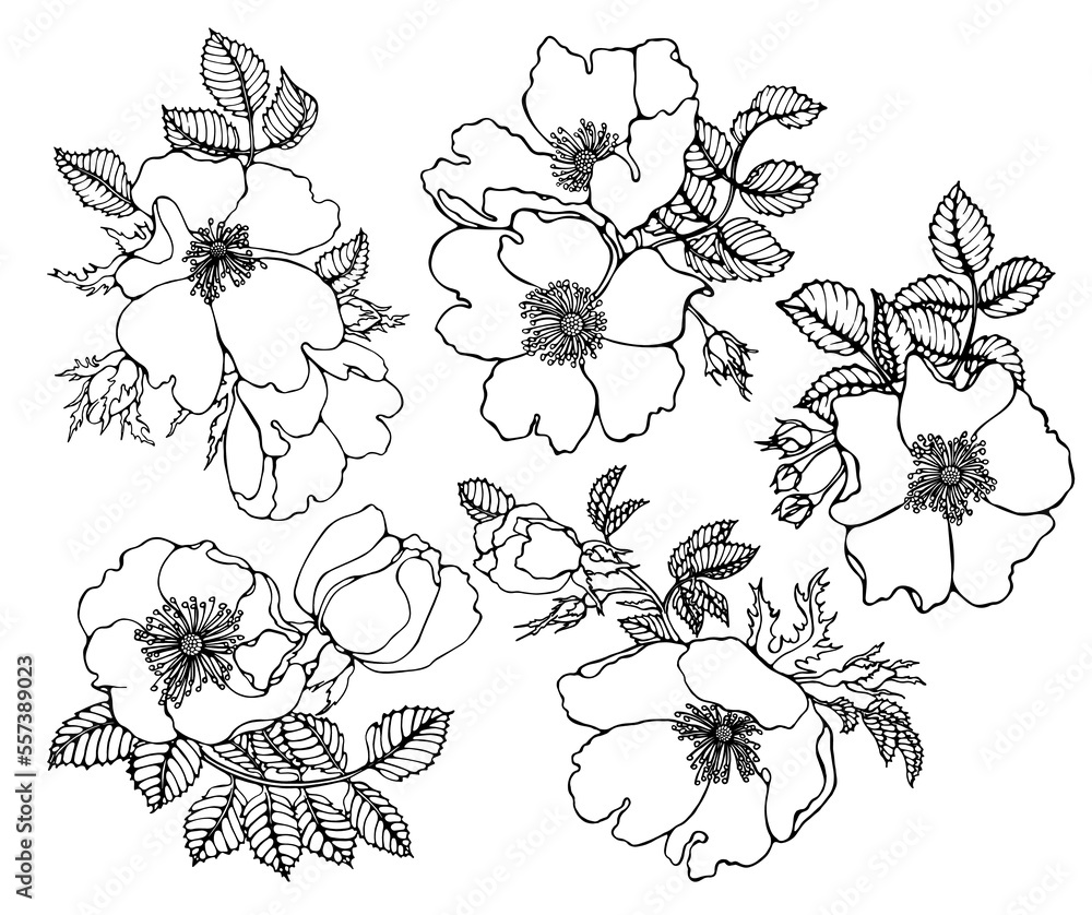 Liner wild rose set of elements isolated on transparent background for ...