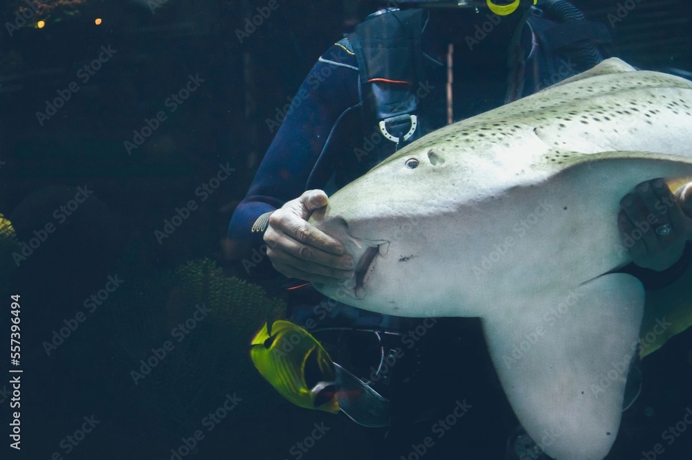 Scuba diver feeds and plays Zebra shark, Stegostoma fasciatum Stock ...