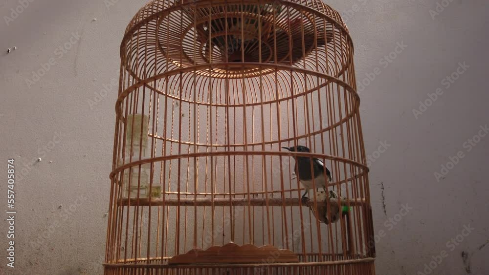 Songbird in a wooden cage in dramatic, romantic light in Ho Chi Minh ...