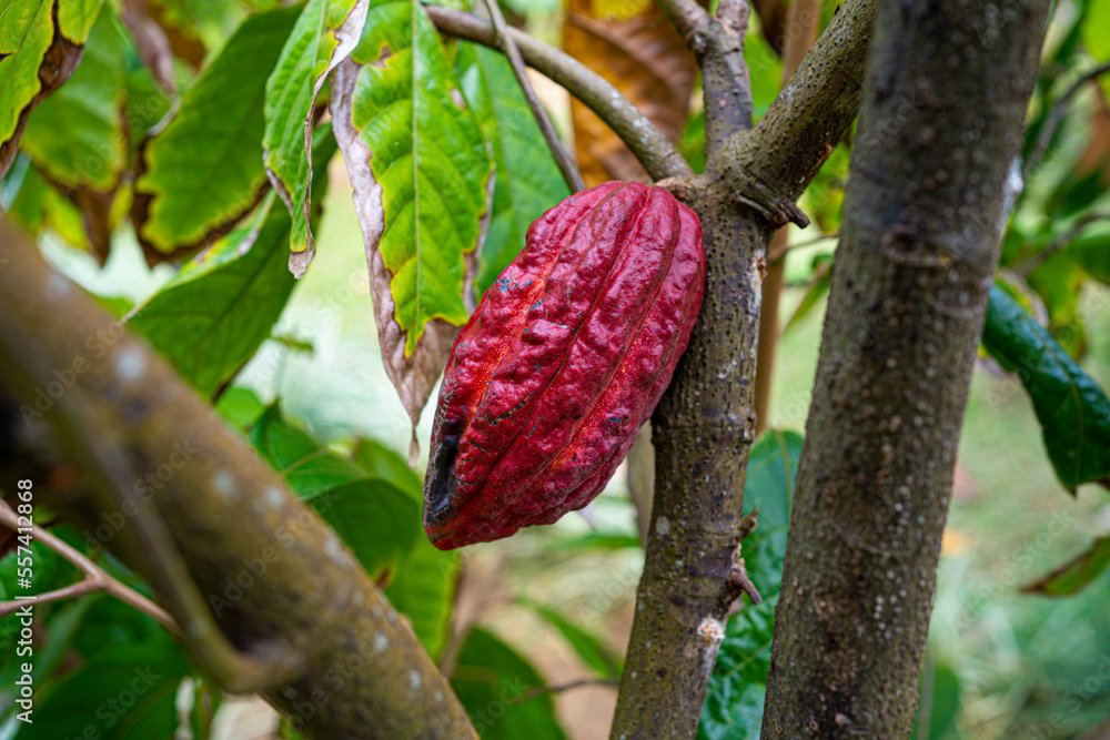 Cacao Tree Fruit, also known as Theobroma Cacao, Cacao Pods and seeds ...
