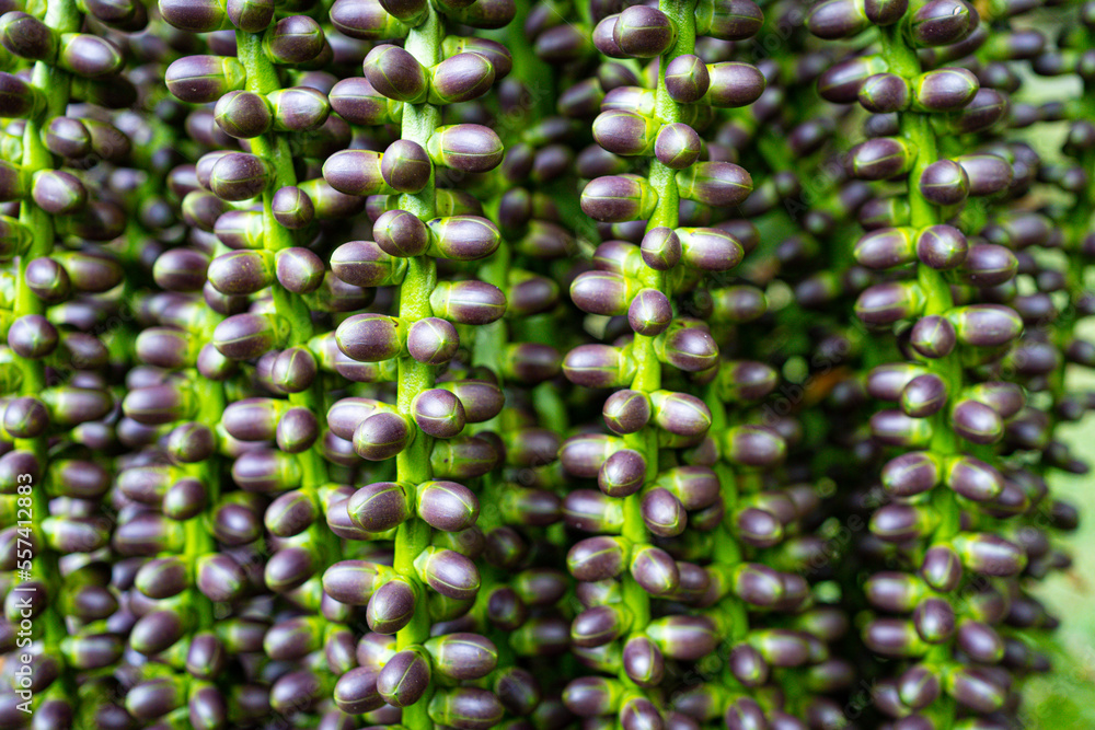 Mayang Tree fruit, Mayang pinang, Arenga pinnata, used to produce Sopi ...
