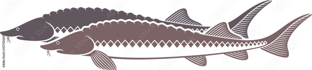 Sturgeon logo. Isolated sturgeon on white background Stock Vector ...