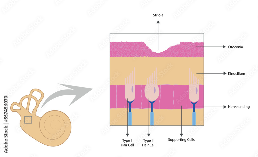 Poster Structure of the macula of utricle and saccule in the vestibule ...