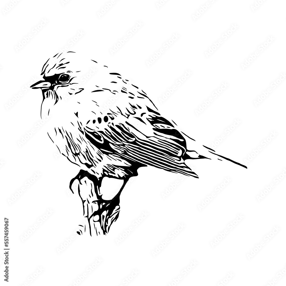 black and white drawing sketch of a bird with transparent background ...