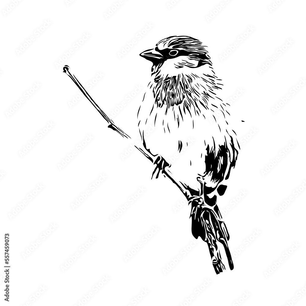 black and white drawing sketch of a bird with transparent background ...