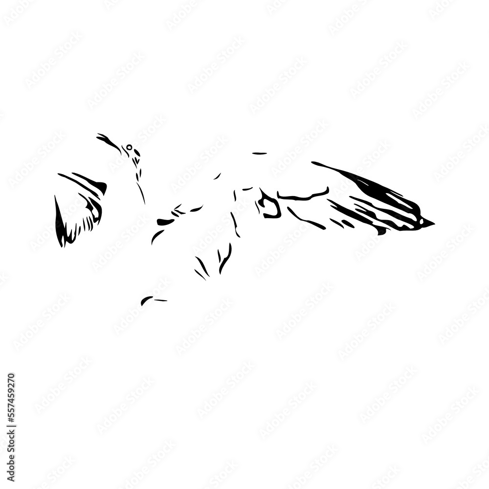 black and white drawing sketch of a bird with transparent background ...