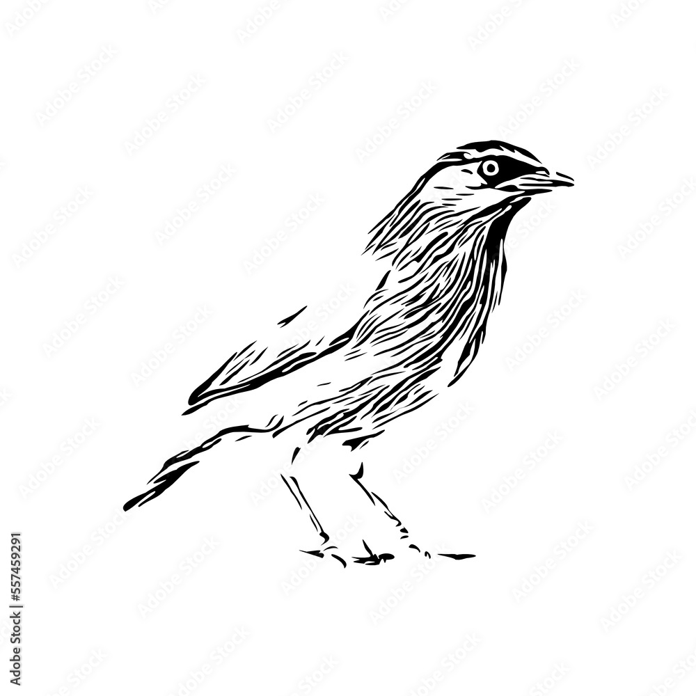 black and white drawing sketch of a bird with transparent background ...