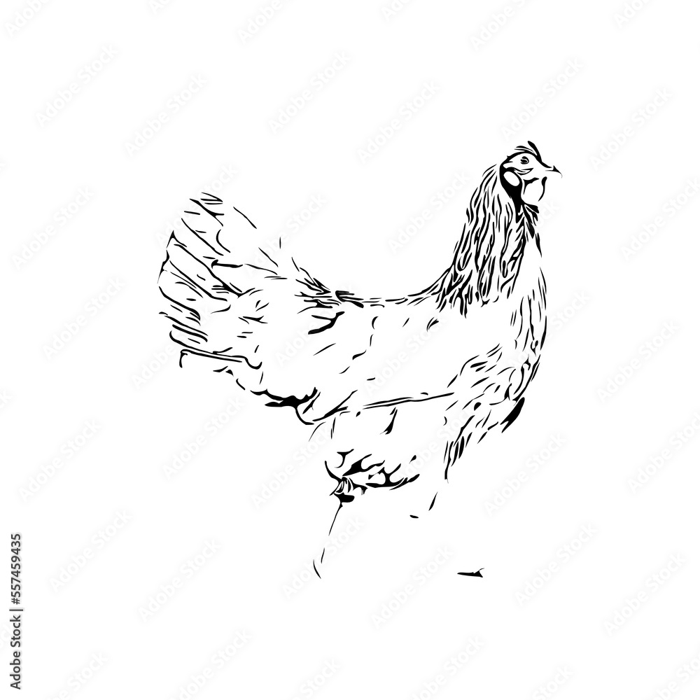 black and white drawing sketch of a chicken with transparent background ...