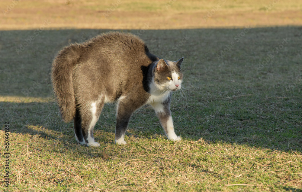A gray and white cat with her back bowed and hair standing up to look ...
