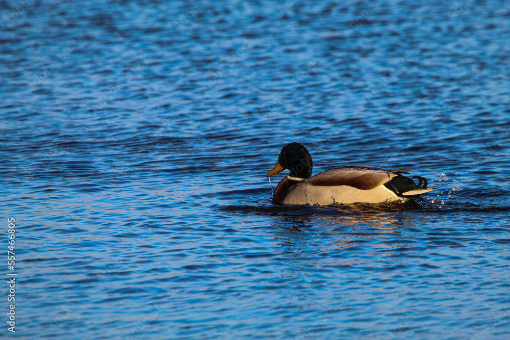 Beautiful Mallard Ducks on a lake at a nature reserve. This photo was ...