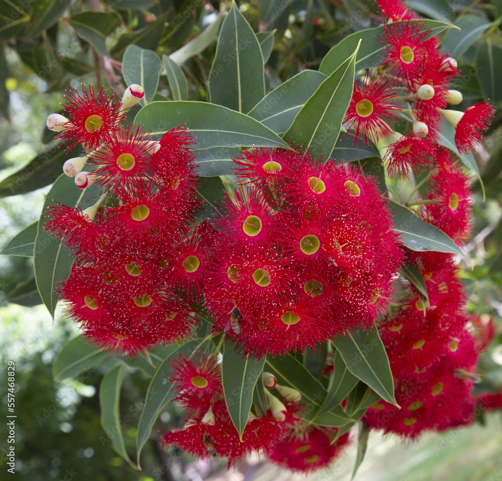 Corymbia ficifolia, commonly known as the red flowering gum ภาพถ่าย ...