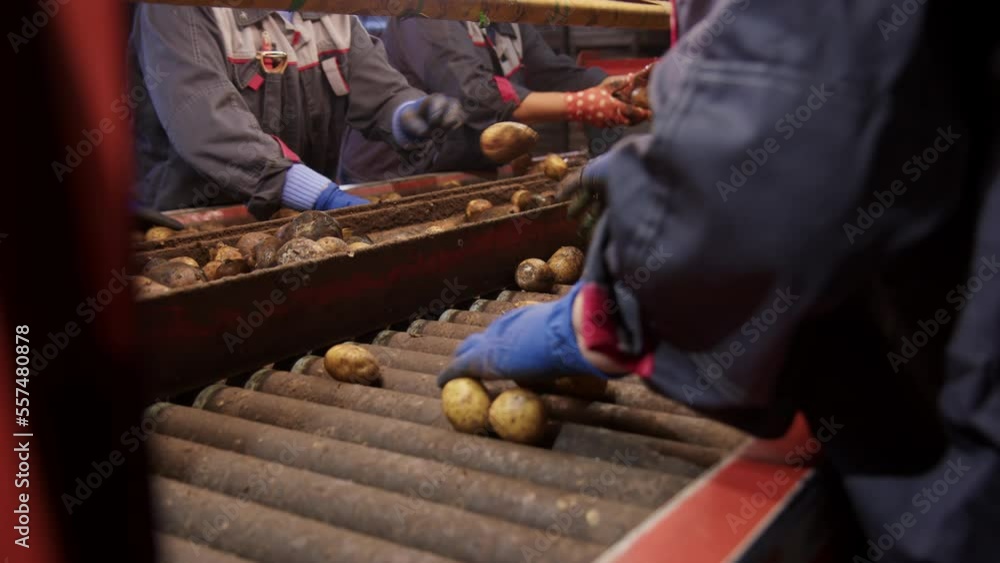 Woman workers in gloves sort potatoes on industrial line for production ...
