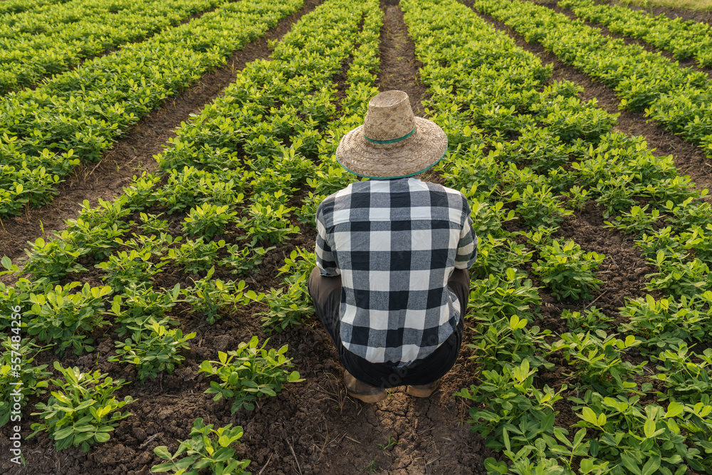 The concept of natural farming. Farmers hand touching the green leaves ...