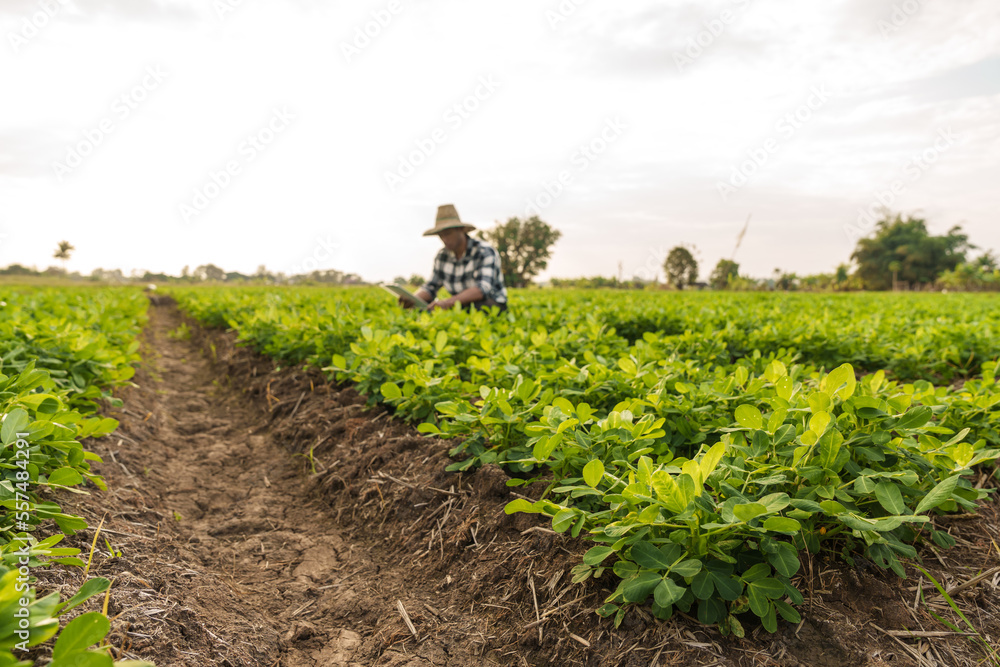 Fresh, green Peanuts growing in a field, The peanut, also known as the ...