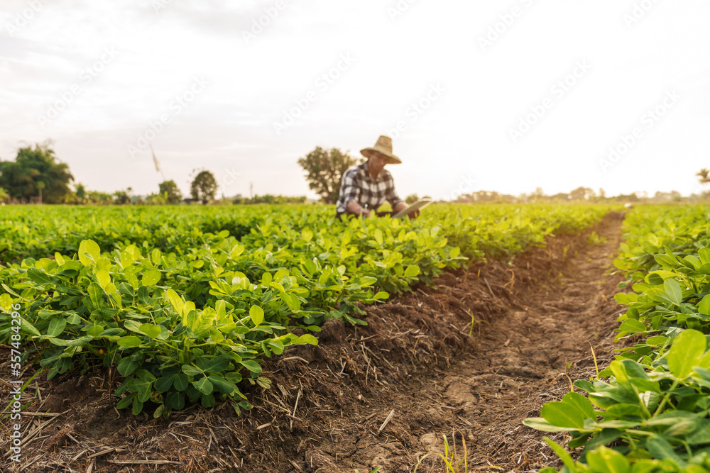 Fresh, green Peanuts growing in a field, The peanut, also known as the ...