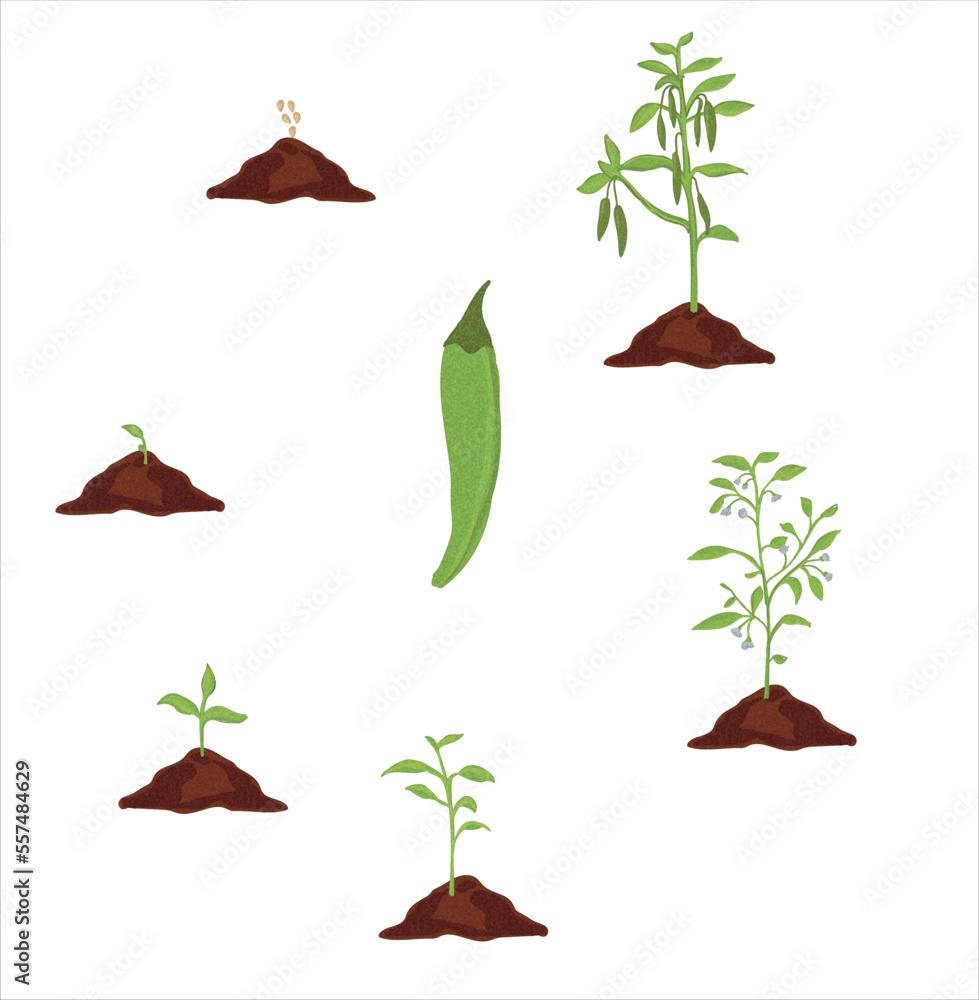 Peppers Growing Cycle at Ethan Heyer blog