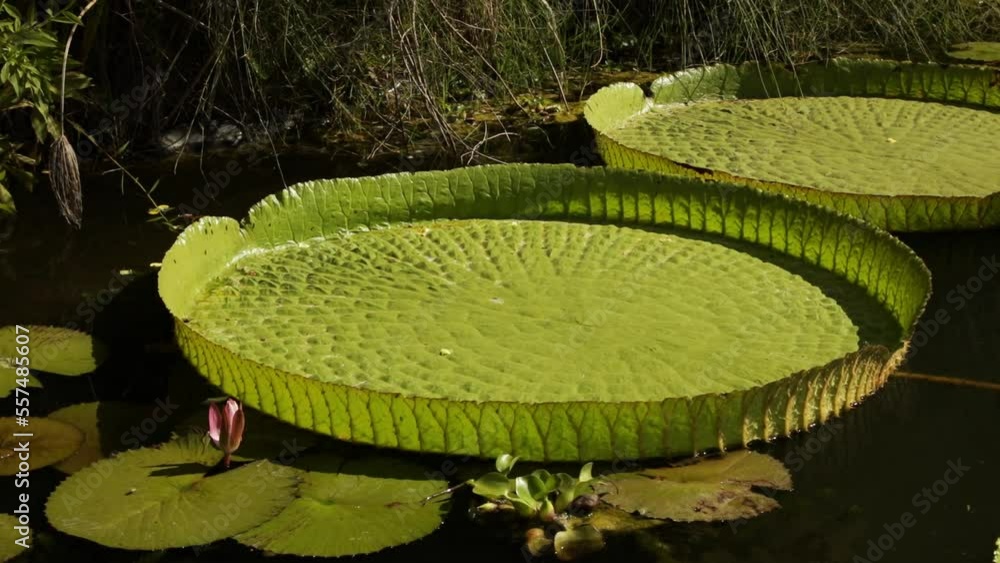 Water plants. Closeup view of Victoria cruziana, also known as Irupe ...