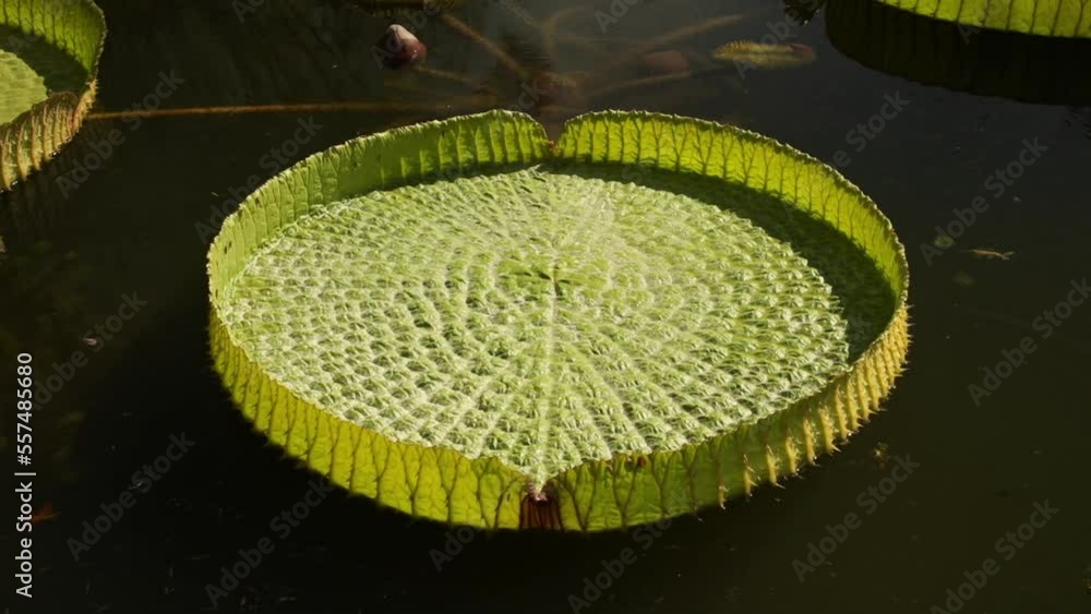 Botany. Aquatic plants. Closeup view of Victoria cruziana, also known ...