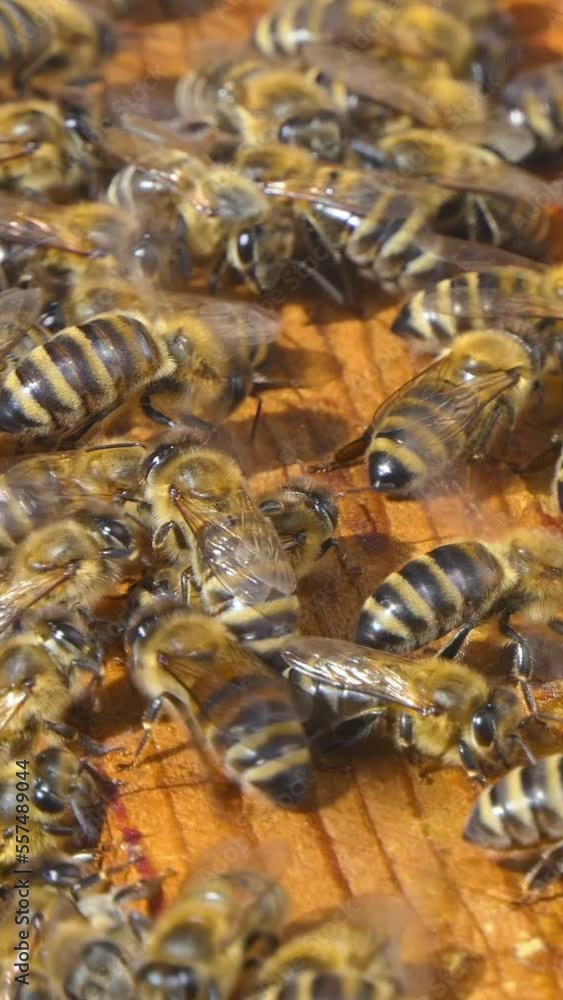 Vertical screen: Honey bees in their natural habitat. Insects move in a ...
