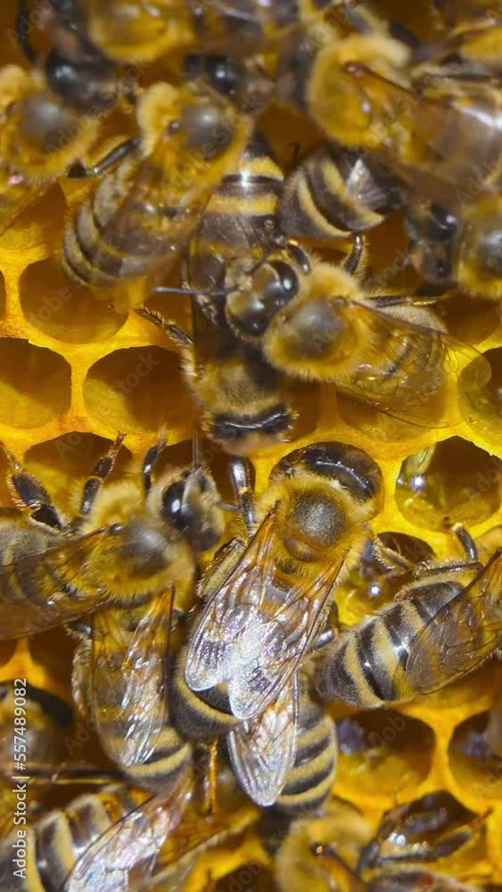 Vertical screen: Honey bees in their natural habitat. Insects move in a ...